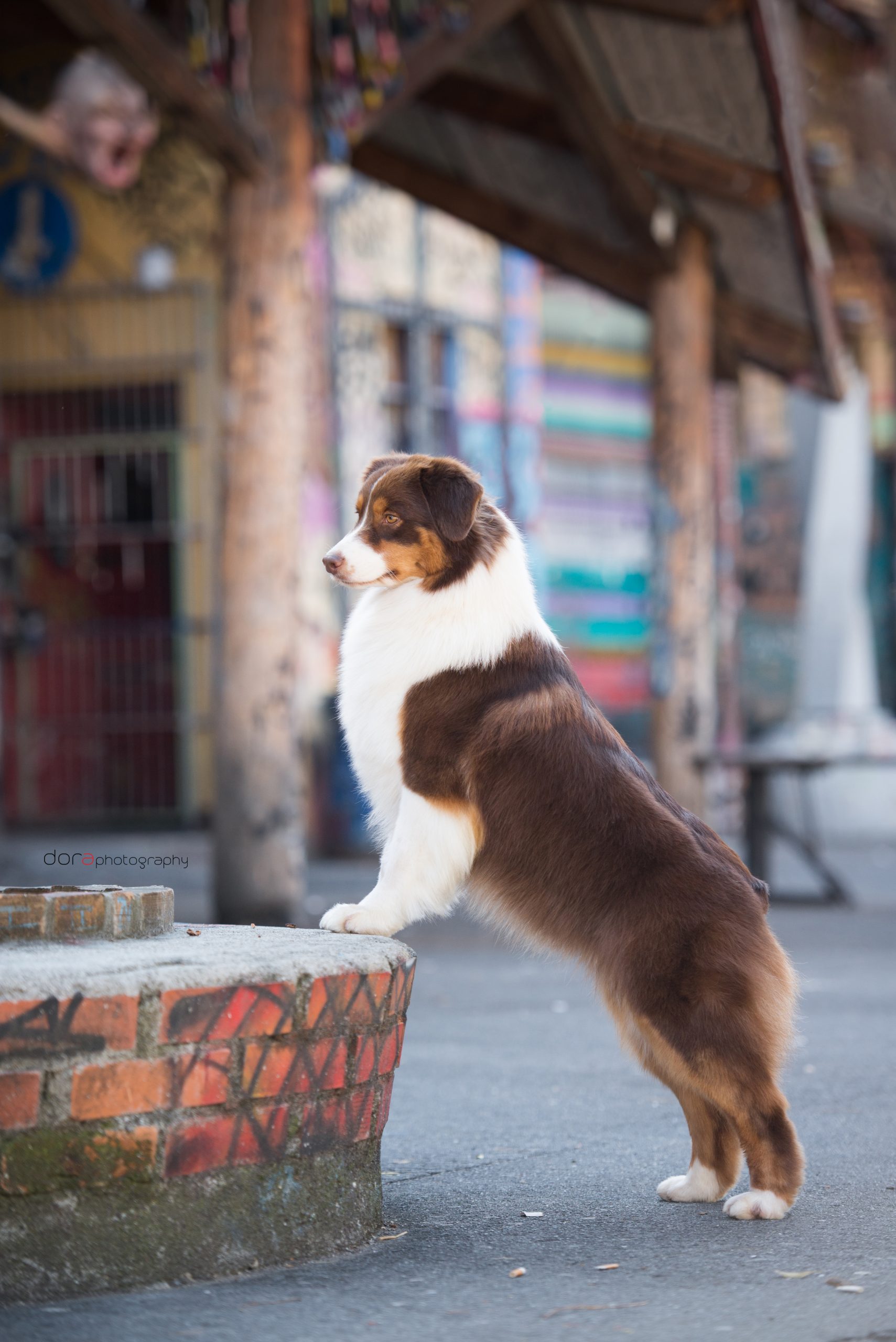 Need for Speed des Costys du Tomberg – Witchunter