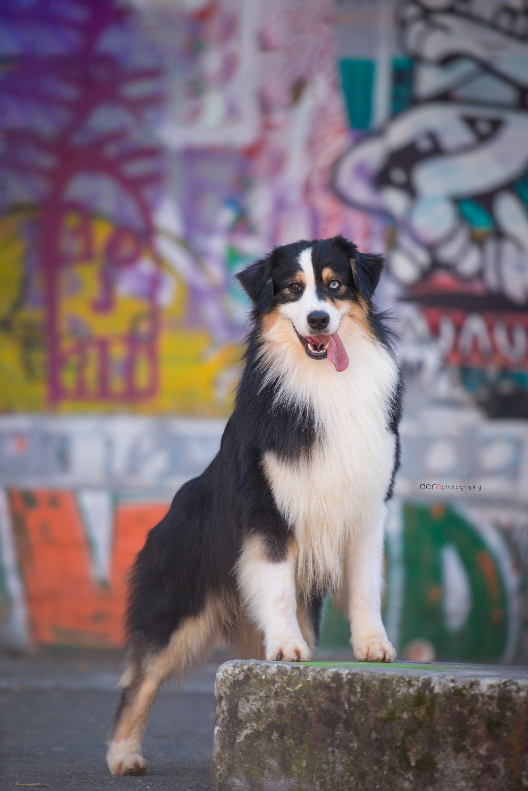 Xsell Who Dis N Northbay – Witchunter