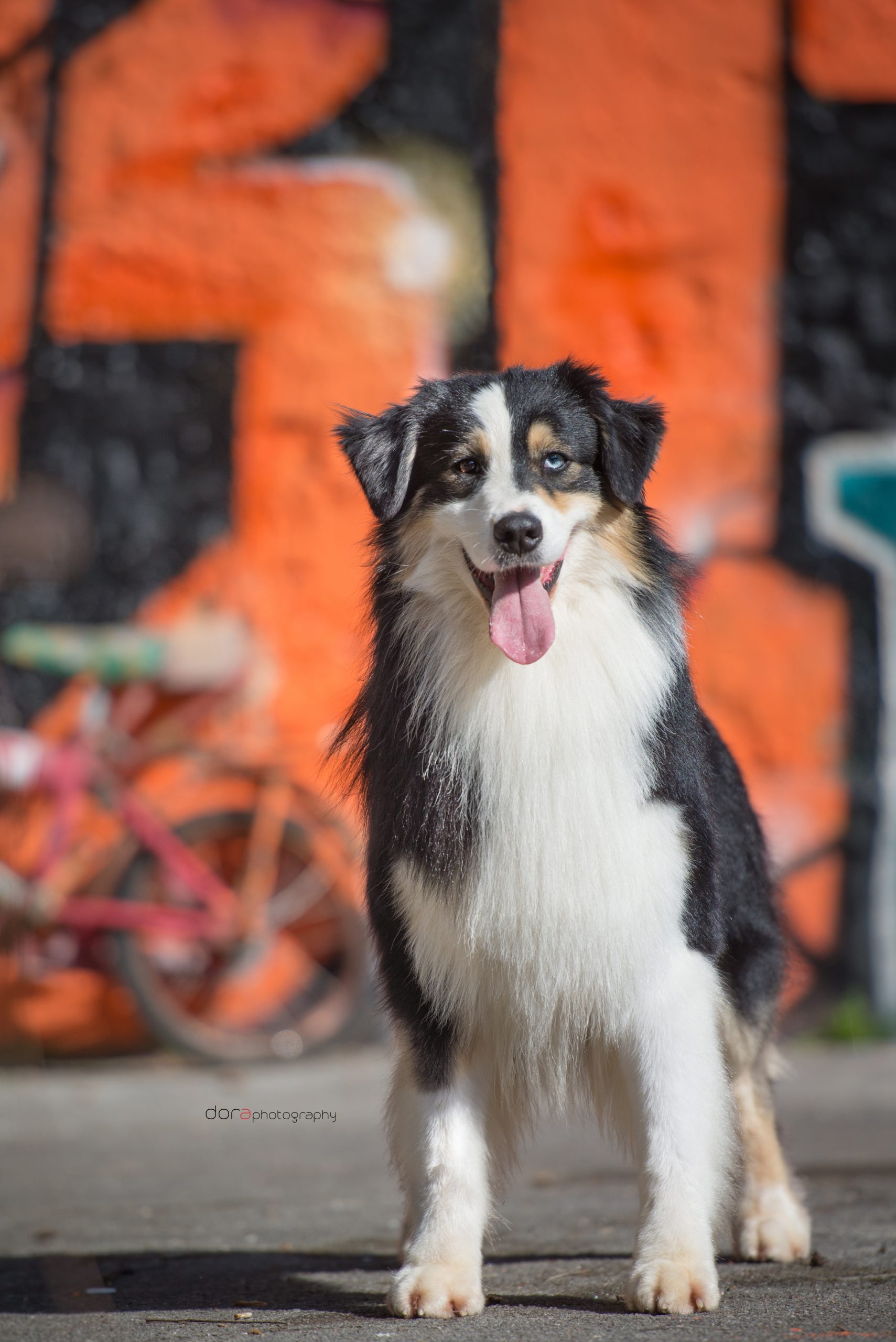 Xsell Who Dis N Northbay – Witchunter