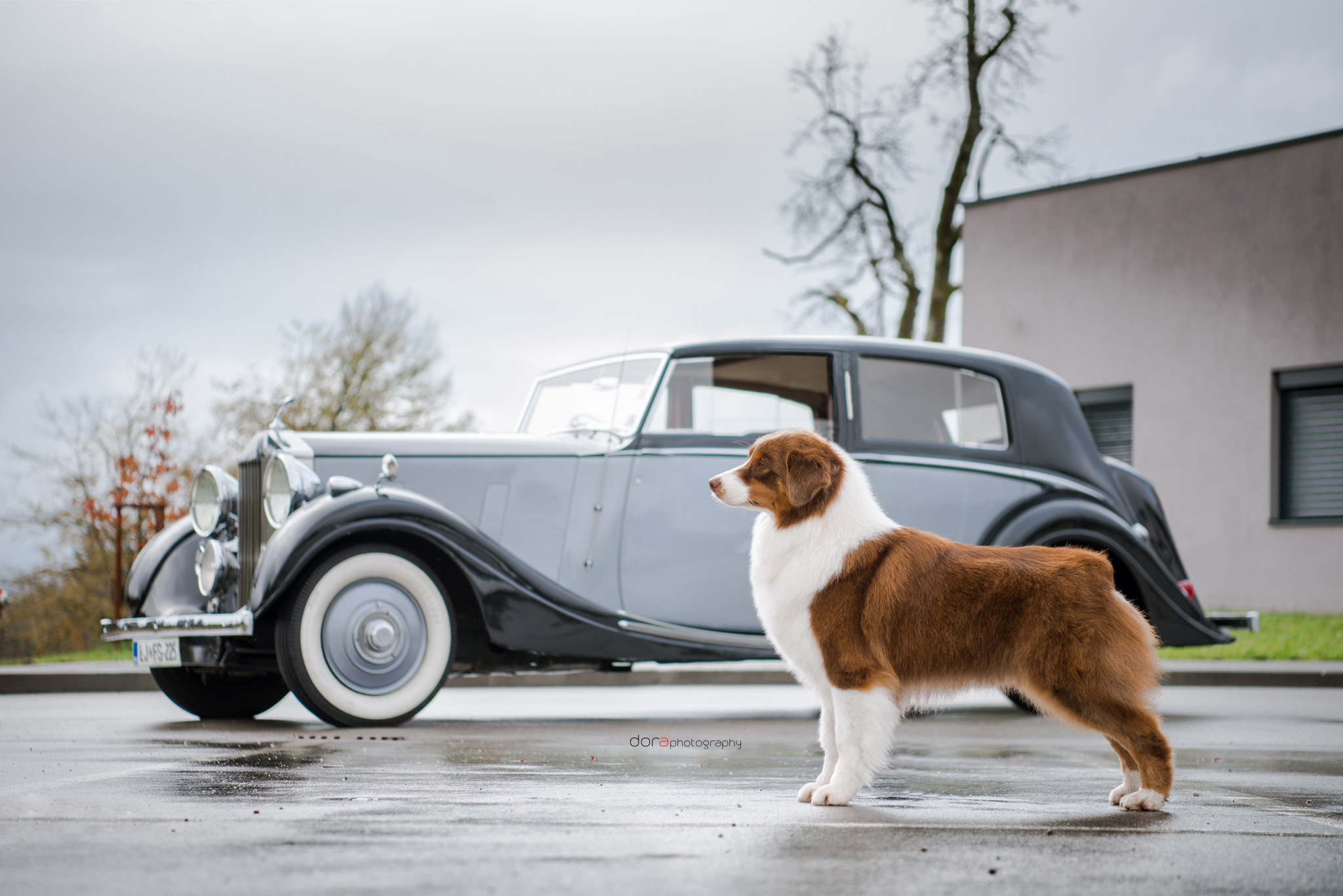 Need for Speed des Costys du Tomberg – Witchunter